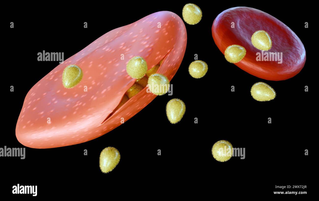 merozoites invade, develop and multiplie inside of red blood cells ...