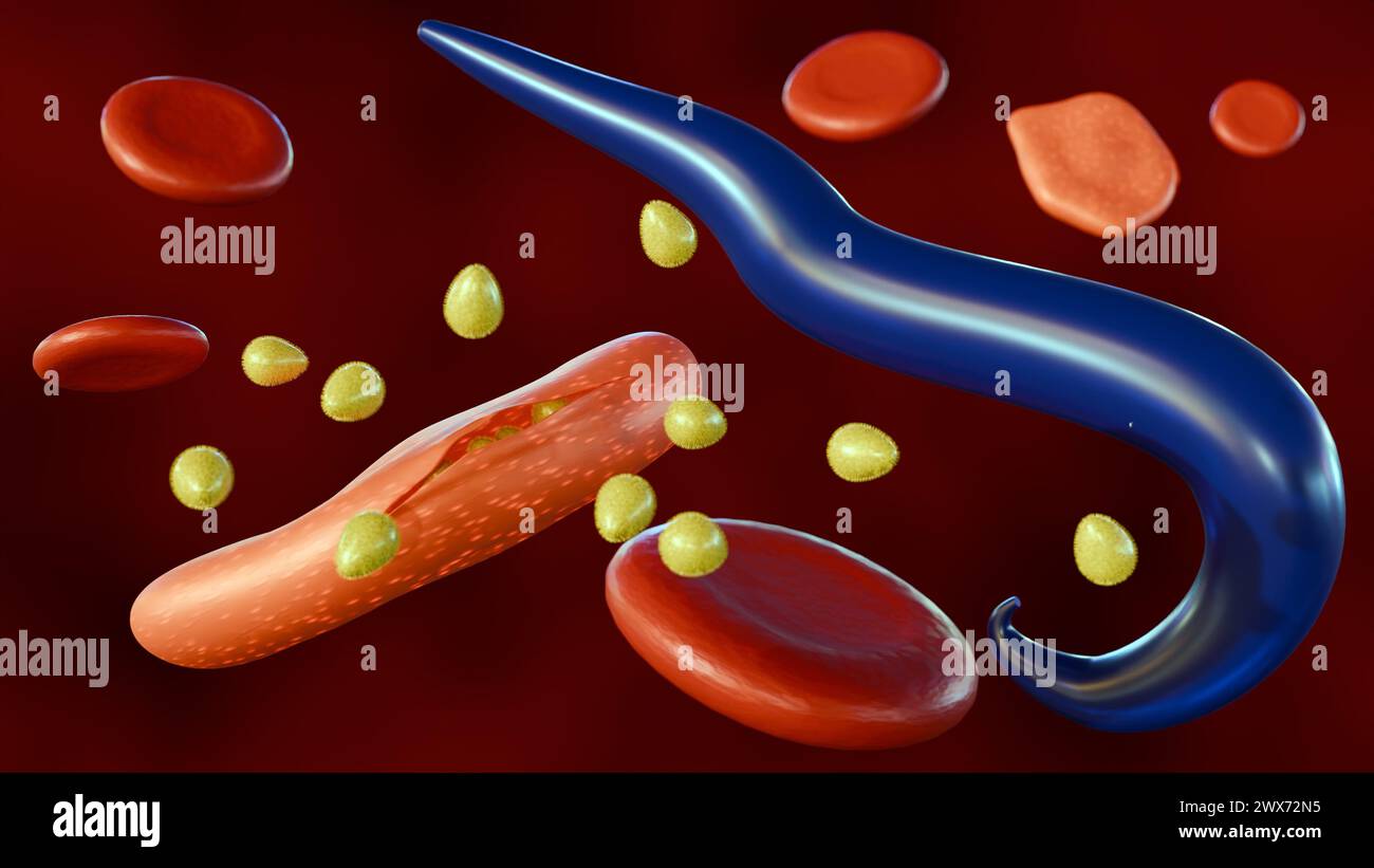 3d rendering of Plasmodium falciparum and merozoite inside of red blood ...