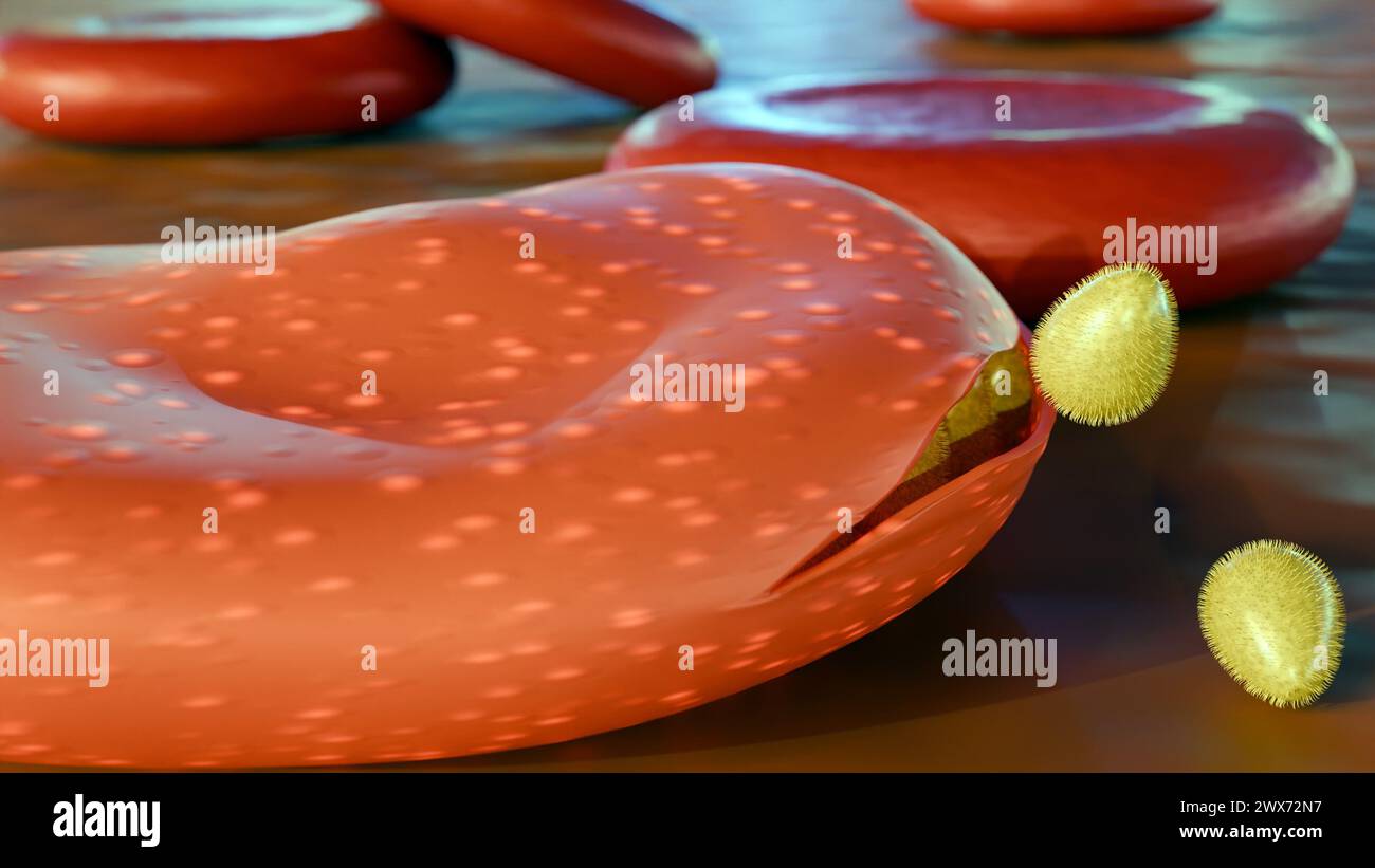 merozoites invade, develop and multiplie inside of red blood cells ...