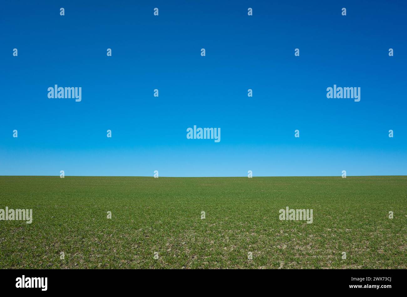Green grass field under blue sky with straight horizon, Countryside ...
