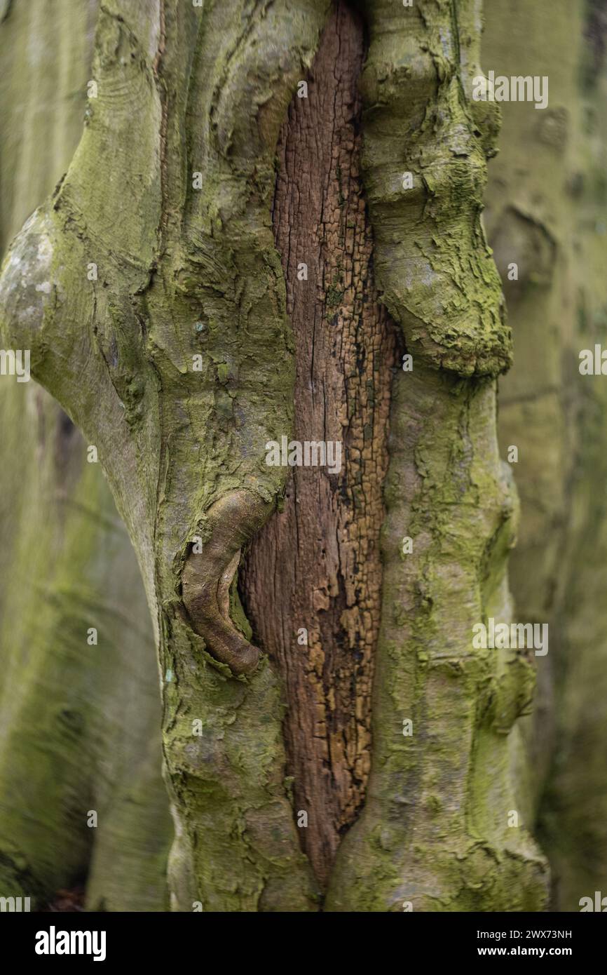 The skin deep garden hi-res stock photography and images - Alamy
