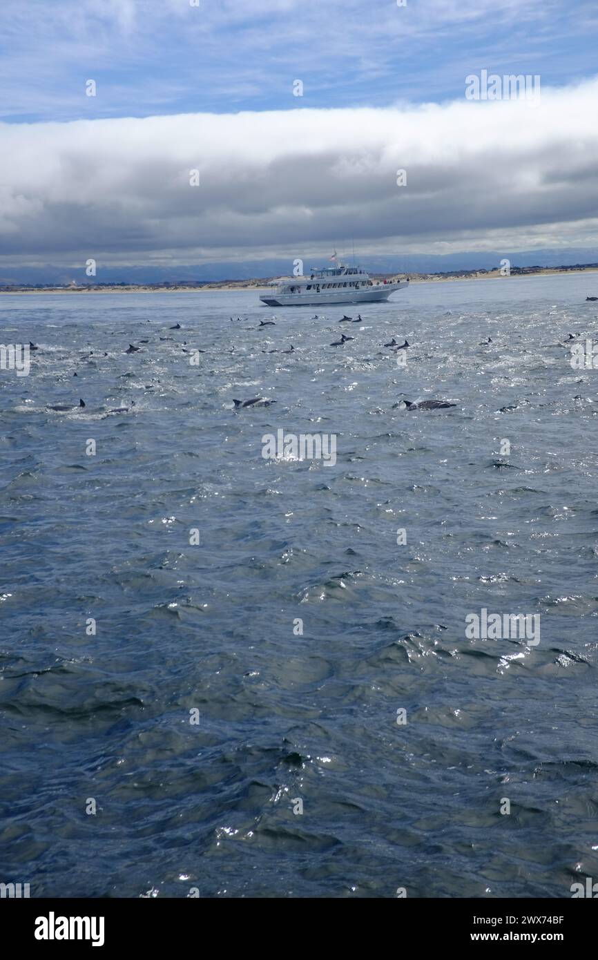 Dolpin pod hi-res stock photography and images - Alamy