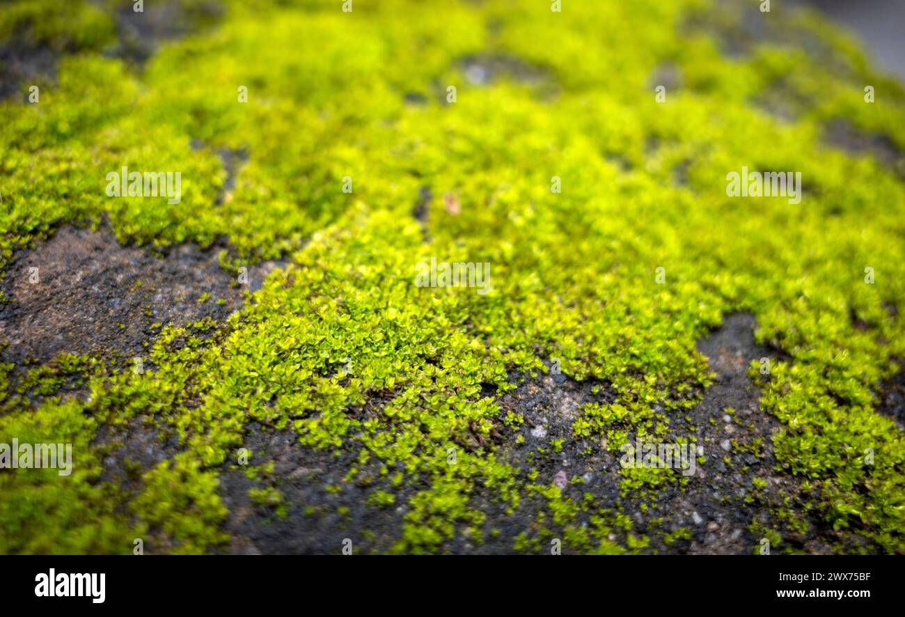 Green moss on the stone in shallow focus. Computer background Stock ...