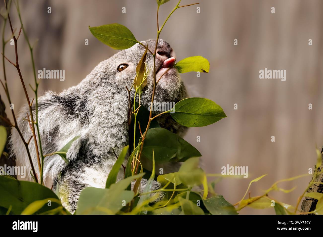 A koala in eucalyptus tree with open mouth and branch in view Stock ...