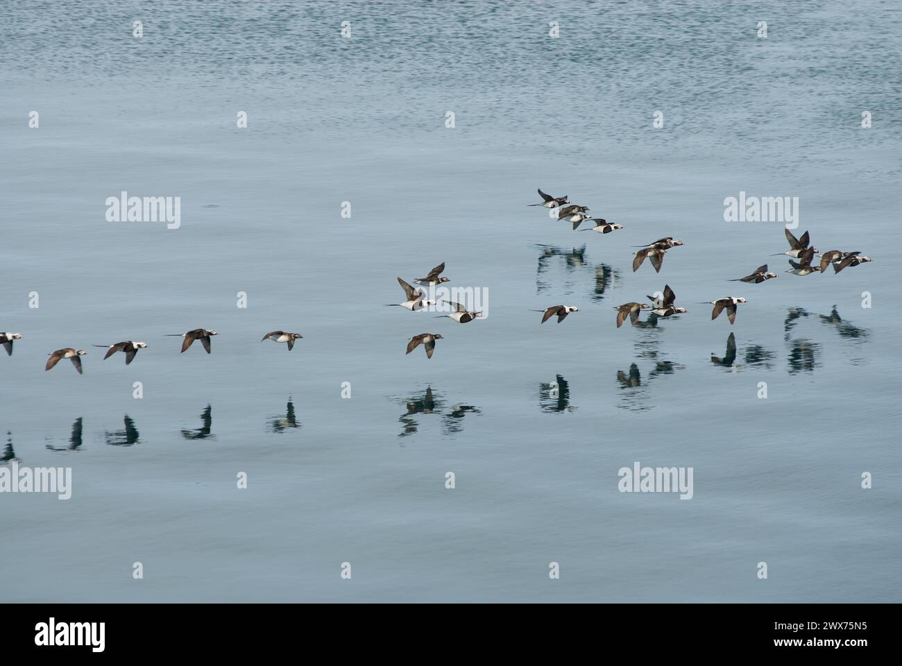 long tail, Clangula hyemallis, in flight over an open lead in the ...