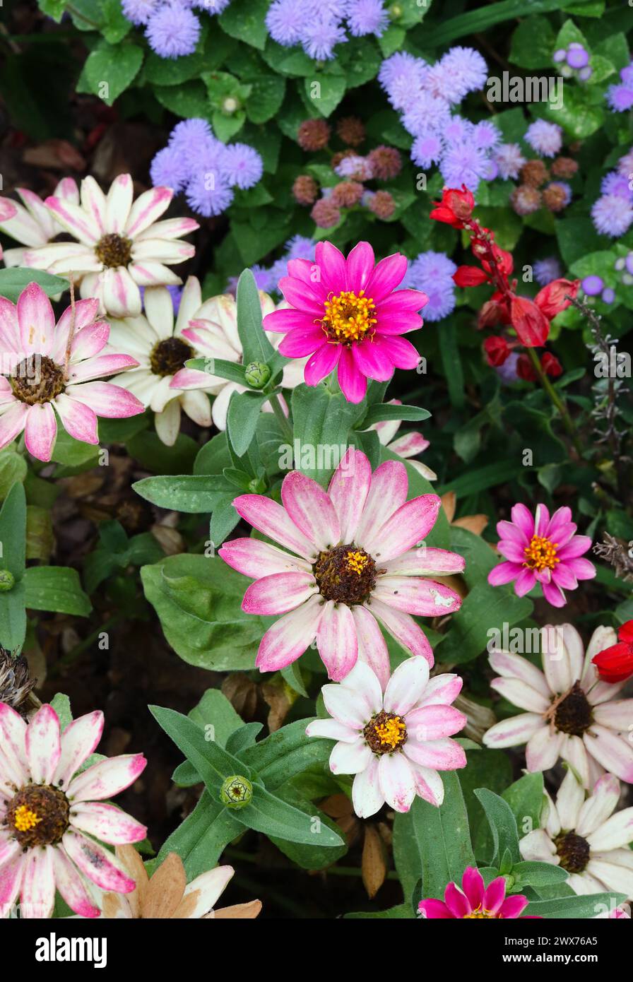 Zinnia ageratum lobelia hi-res stock photography and images - Alamy