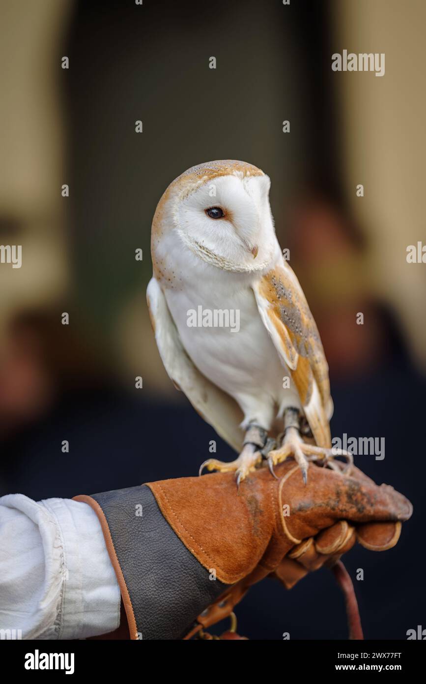 Barn owl on glove trainer hi-res stock photography and images - Alamy
