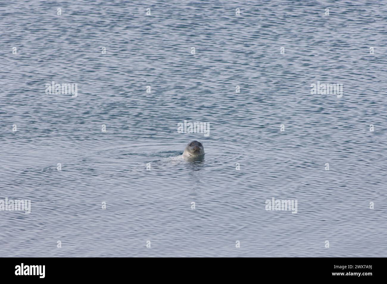 ringed seal Phoca hispida swimming in the Chukchi Sea off shore from ...