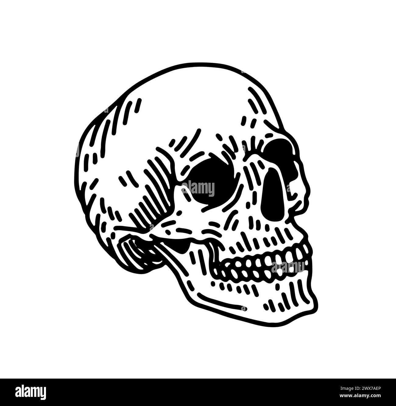 Vector human skull with a lower jaw in vintage engraving style. Hand ...