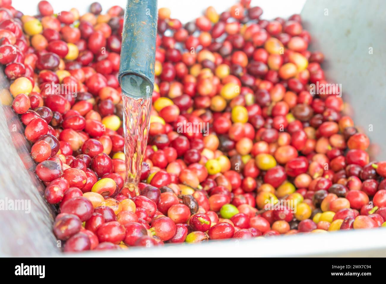closeup of hand washing ripe coffee for pulping Stock Photo - Alamy