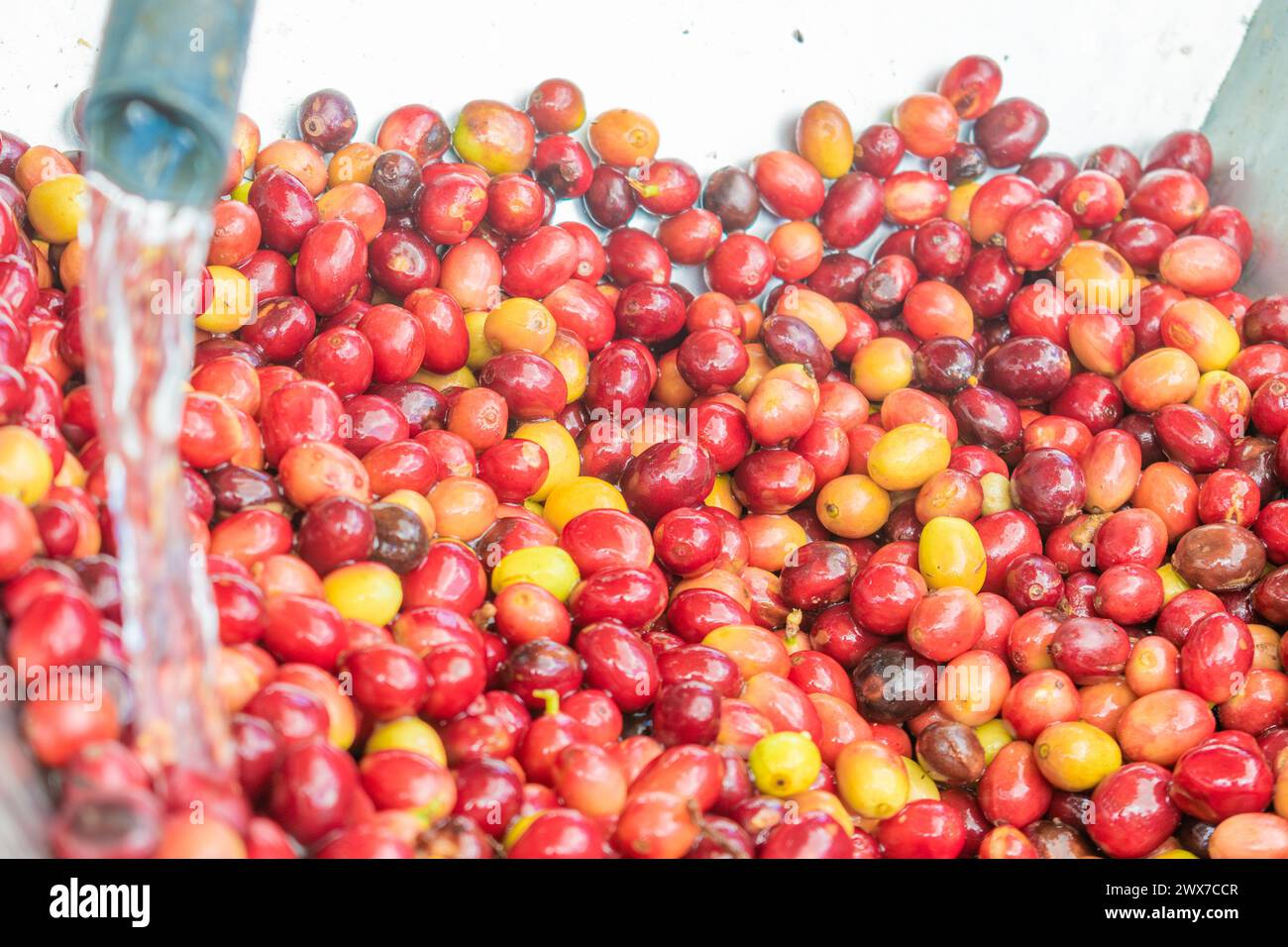 closeup of hand washing ripe coffee for pulping Stock Photo - Alamy