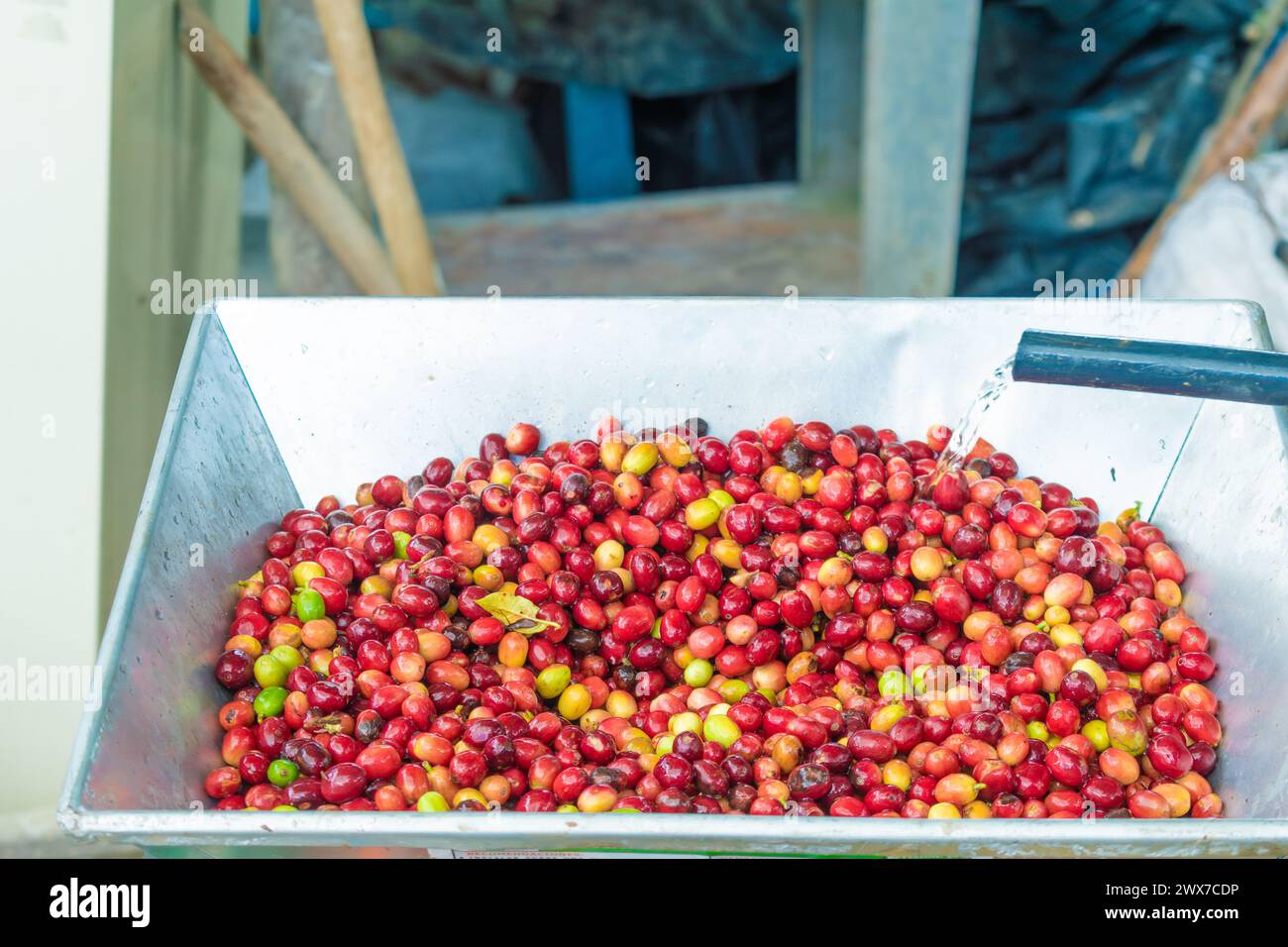 closeup of hand washing ripe coffee for pulping Stock Photo - Alamy