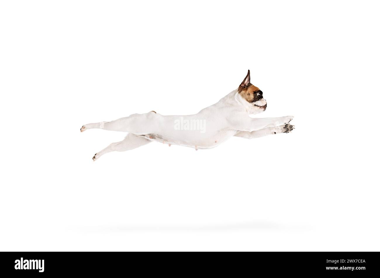 Funny image of purebred dog, French bulldog in motion, flying, catching ...