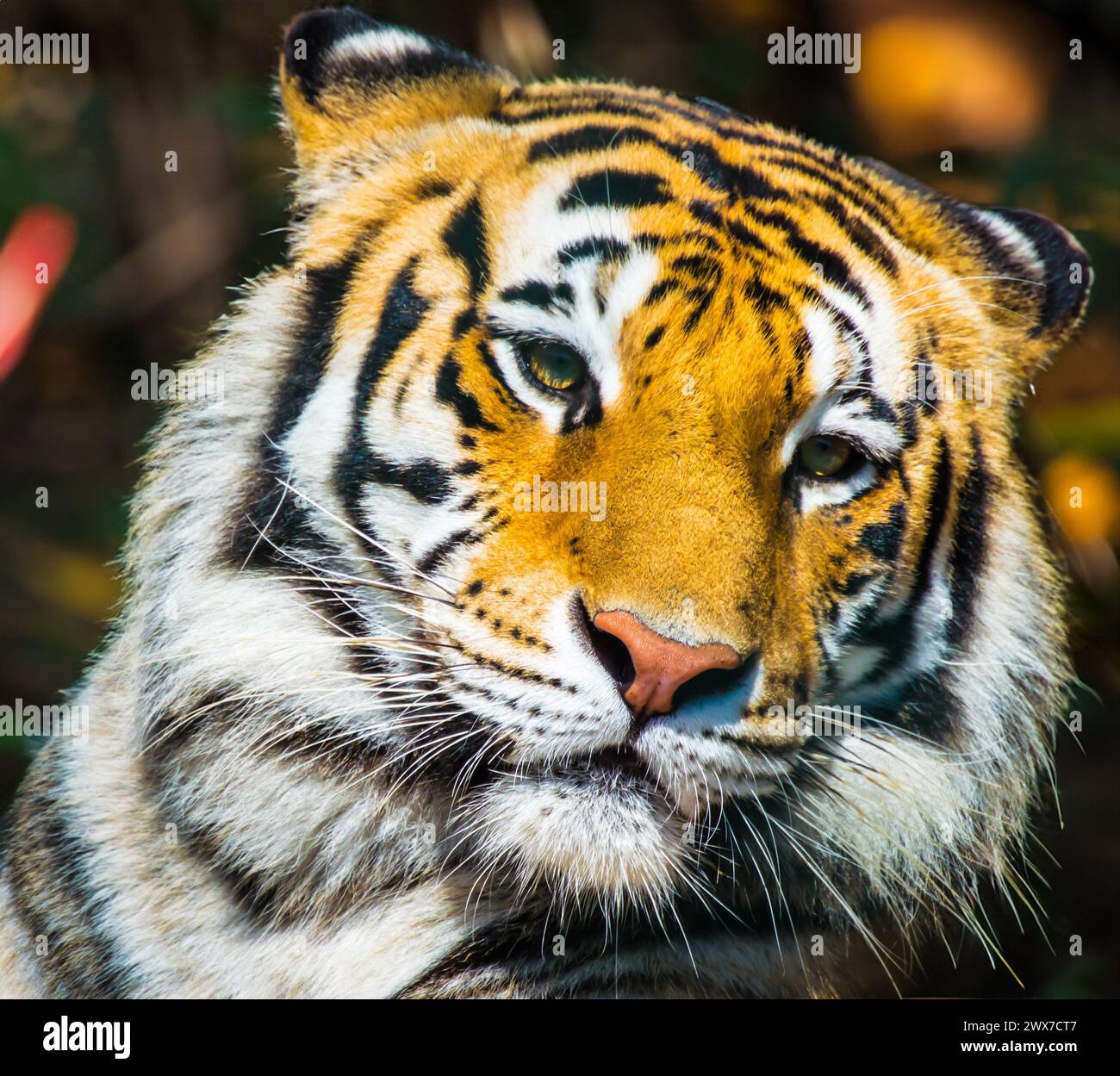 Bengal Tiger in front of multi-colored background Stock Photo - Alamy