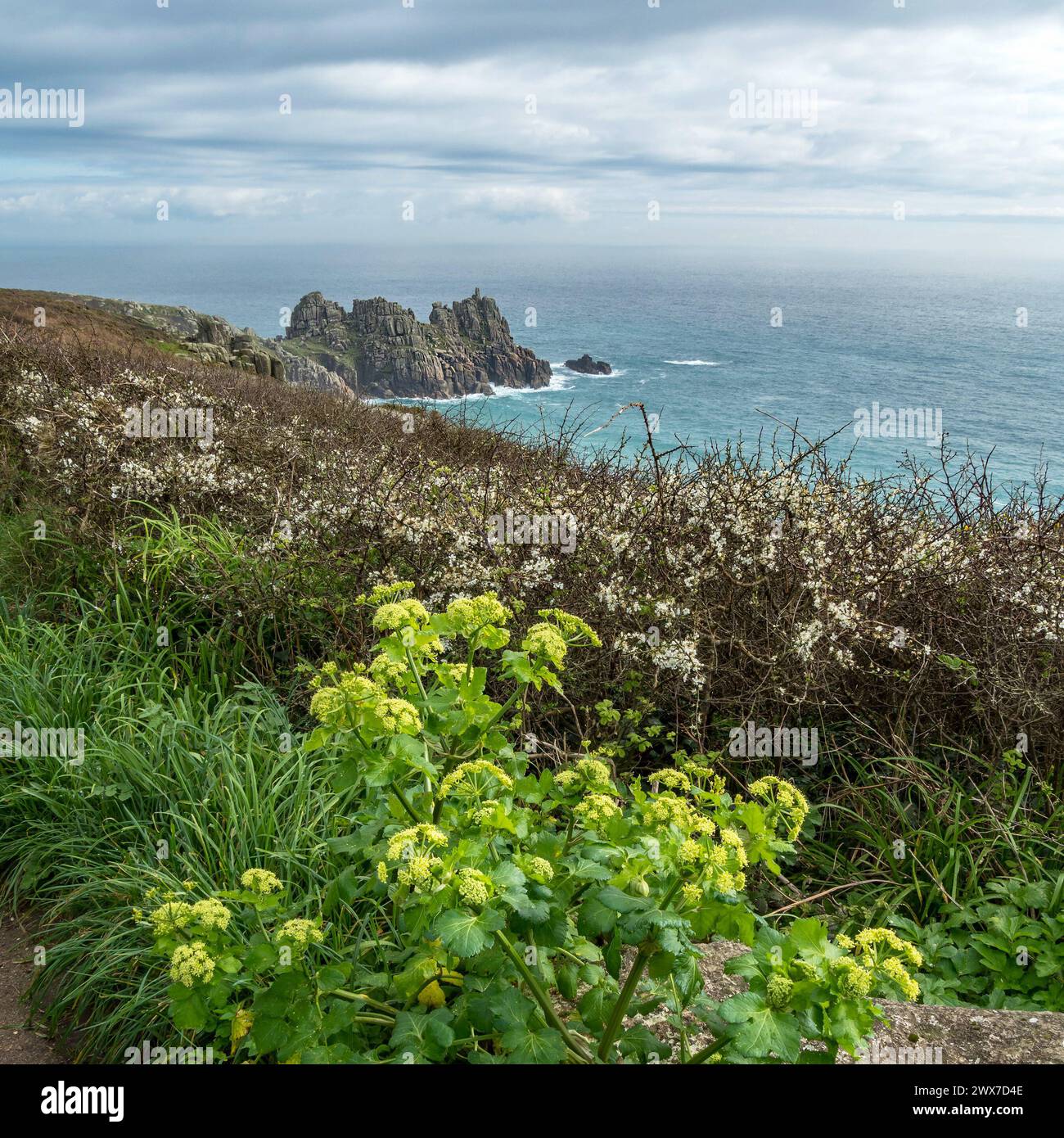 Alexanders Horse Parsley (Smyrnium olusatrum) and Blackthorn growing on ...