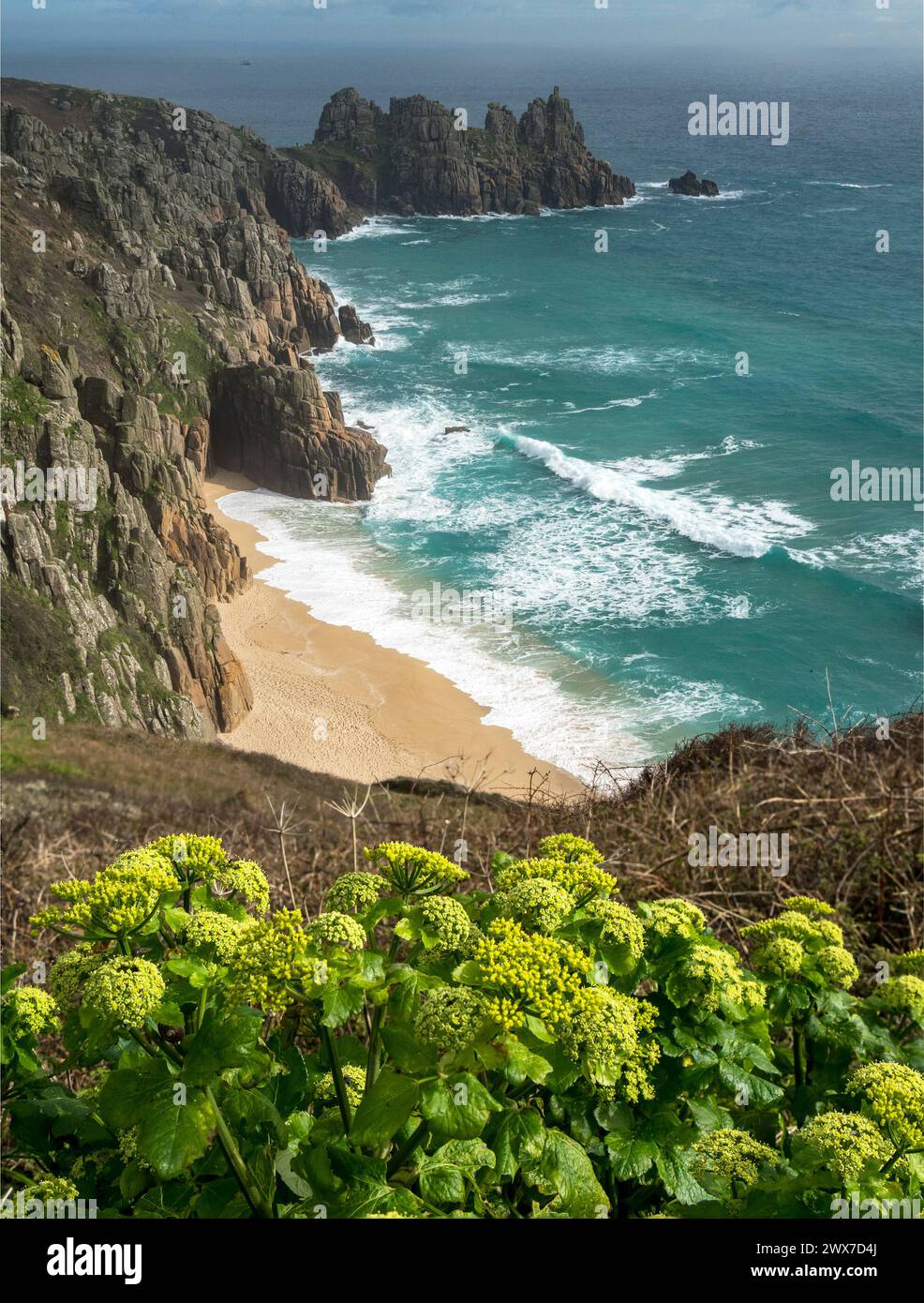 Horse Parsley, Pedn Vounder beach and Logan Rock headland as seen from ...