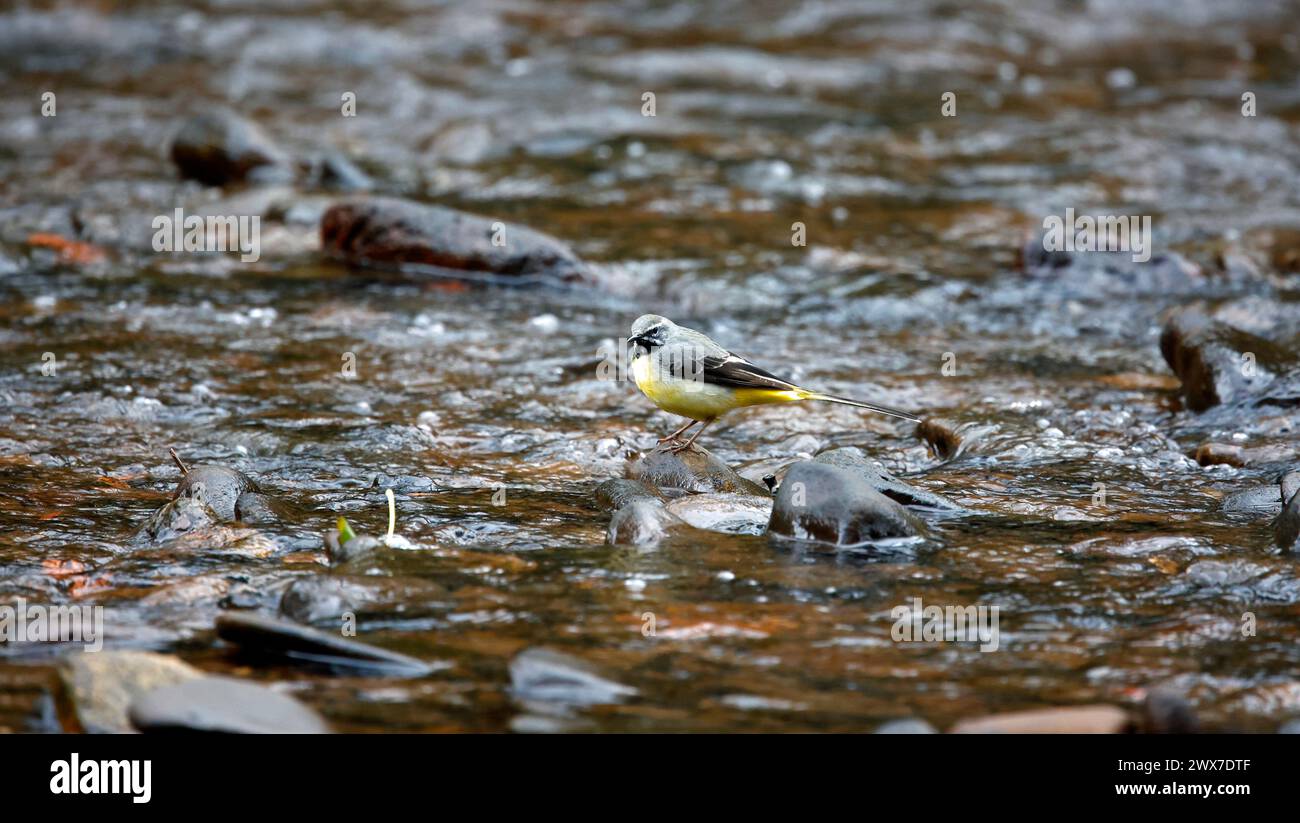 Grey wagtail feeding along the river Stock Photo - Alamy