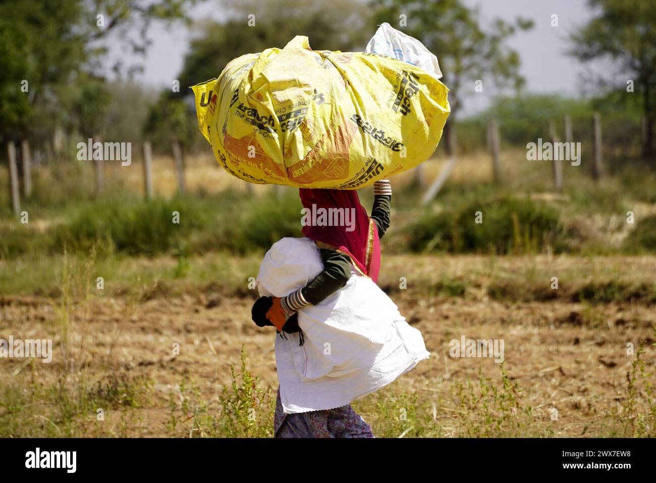 Farmers thresh the harvested barley crop in the outskirts village of ...