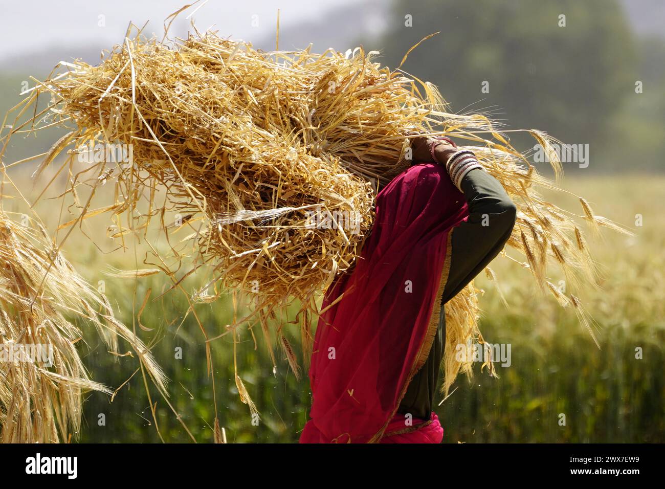Farmers thresh the harvested barley crop in the outskirts village of ...