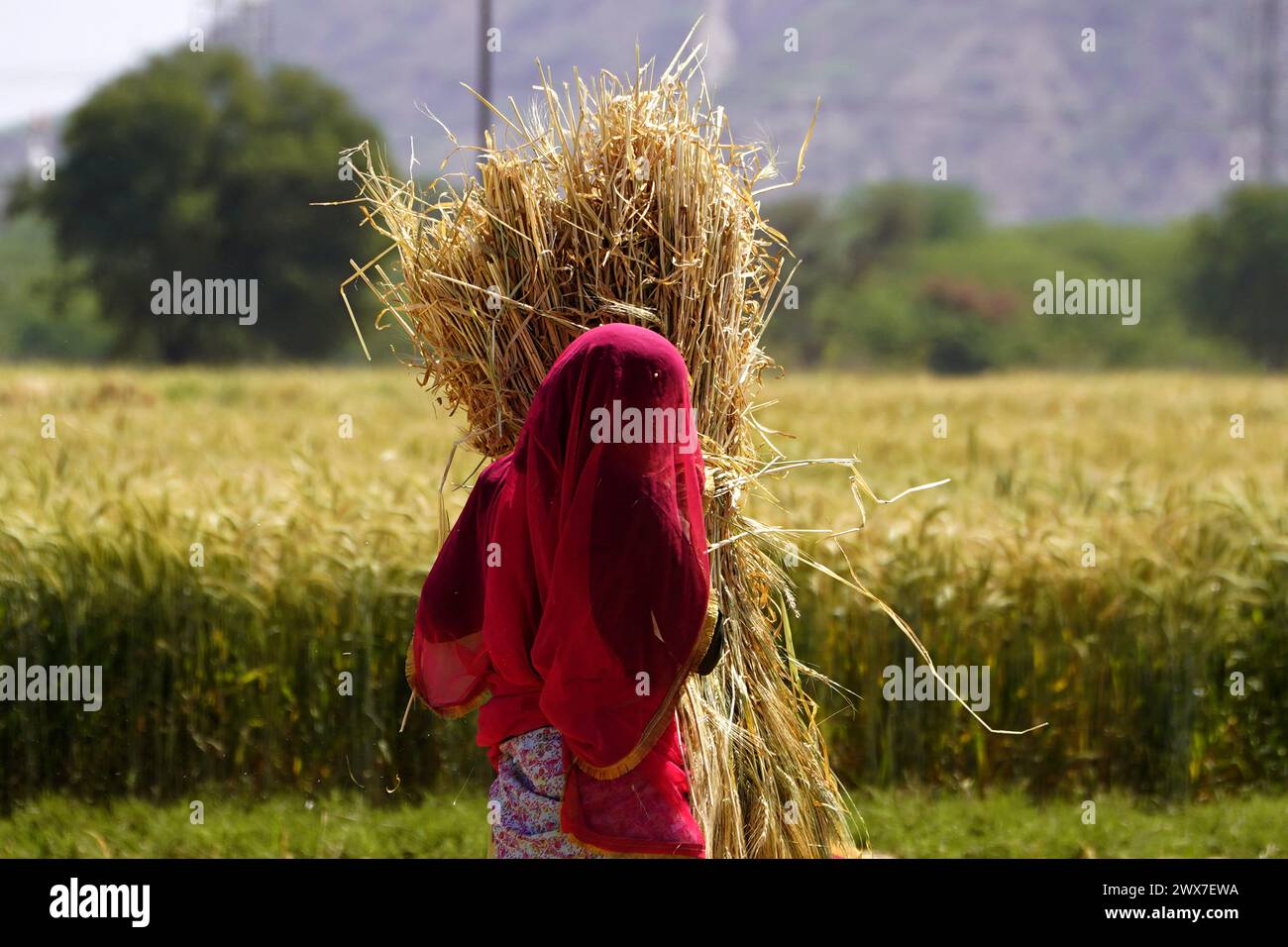 Farmers thresh the harvested barley crop in the outskirts village of ...