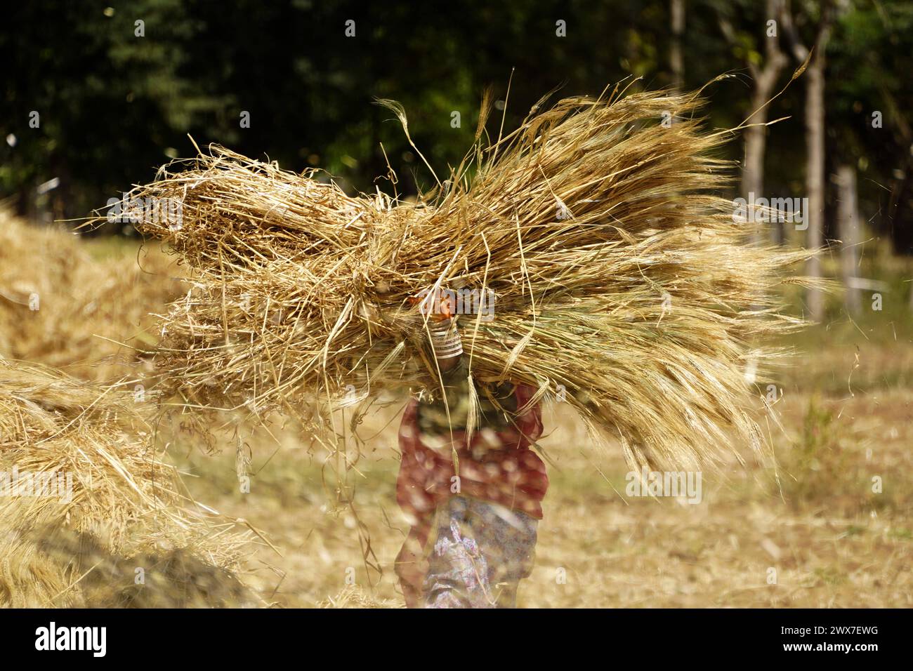 Farmers thresh the harvested barley crop in the outskirts village of ...