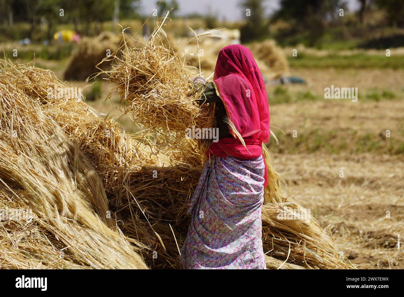 Farmers thresh the harvested barley crop in the outskirts village of ...
