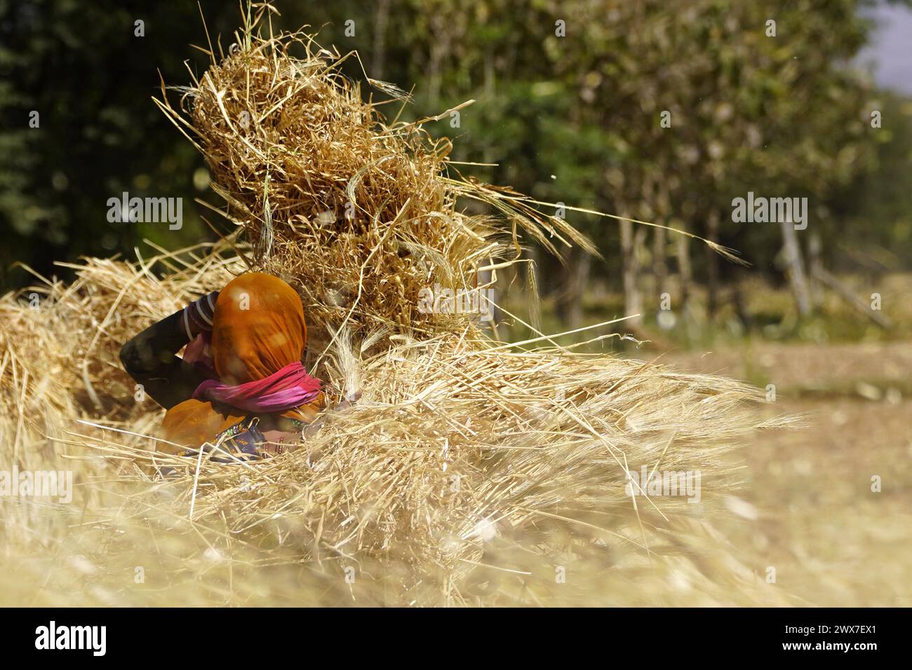 Farmers thresh the harvested barley crop in the outskirts village of ...