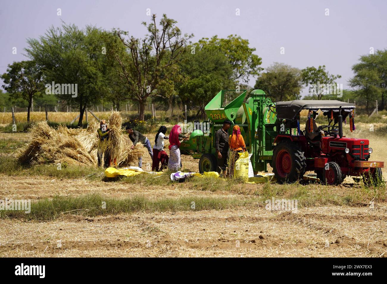 Farmers thresh the harvested barley crop in the outskirts village of ...