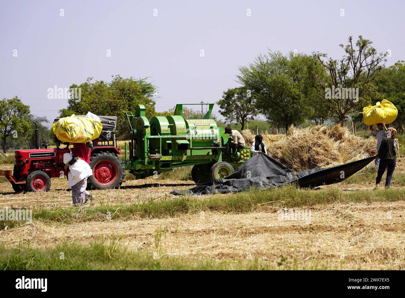Farmers thresh the harvested barley crop in the outskirts village of ...