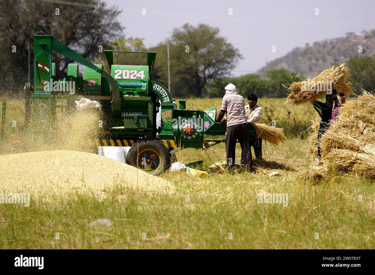 Farmers thresh the harvested barley crop in the outskirts village of ...
