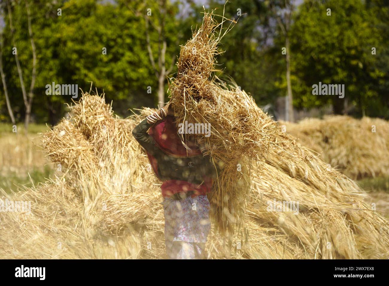 Farmers thresh the harvested barley crop in the outskirts village of ...