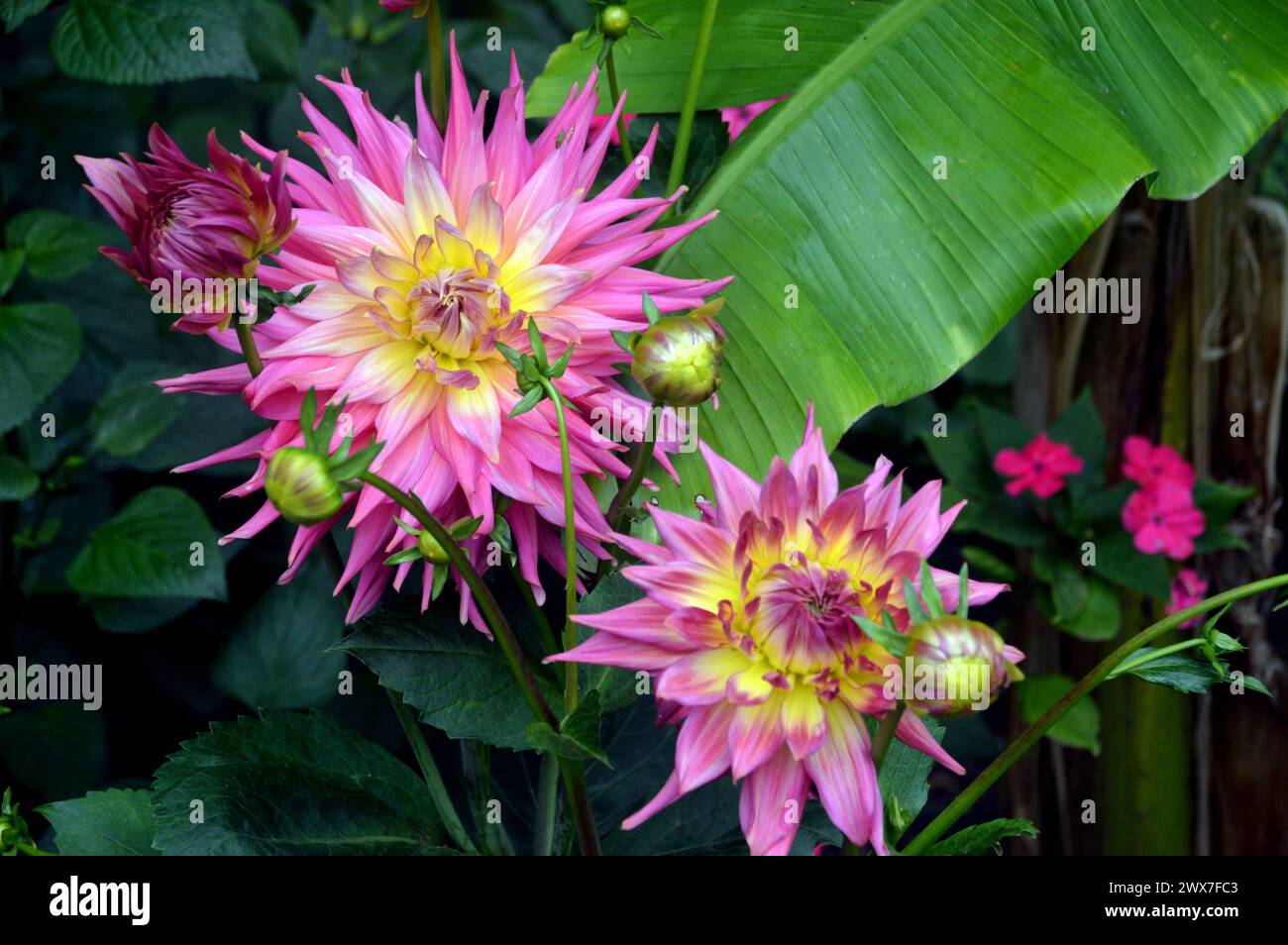 Pair of Large Pink Garden Dahlia 'Coral Jupiter' (Giant Semi-cactus ...