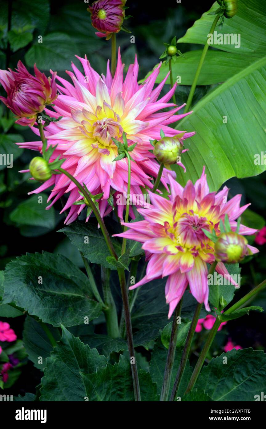 Pair of Large Pink Garden Dahlia 'Coral Jupiter' (Giant Semi-cactus ...