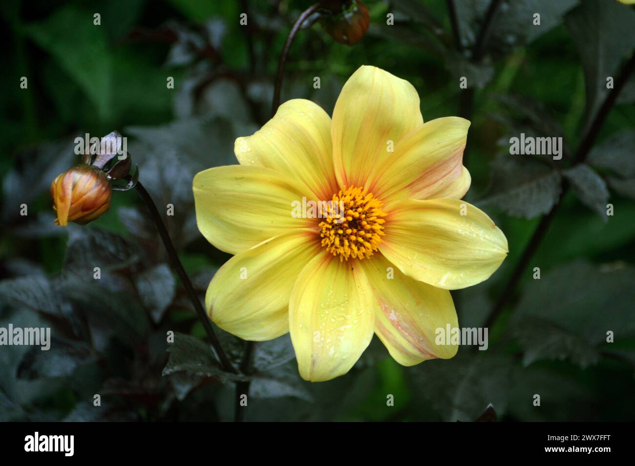 Single Yellow Dahlia 'Hadrian's Sunlight' Flower grown in the Borders ...