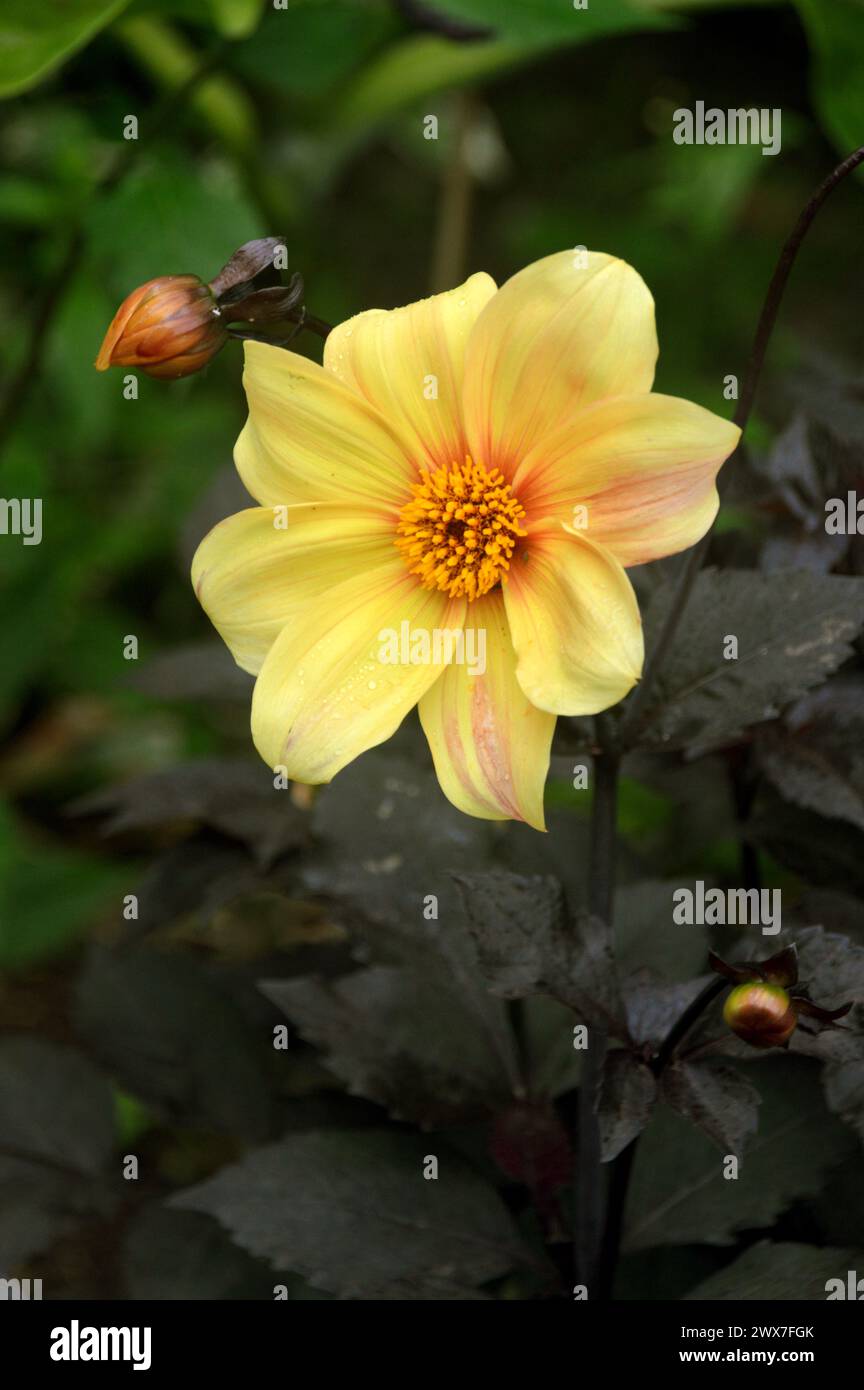 Single Yellow Dahlia 'Hadrian's Sunlight' Flower grown in the Borders ...