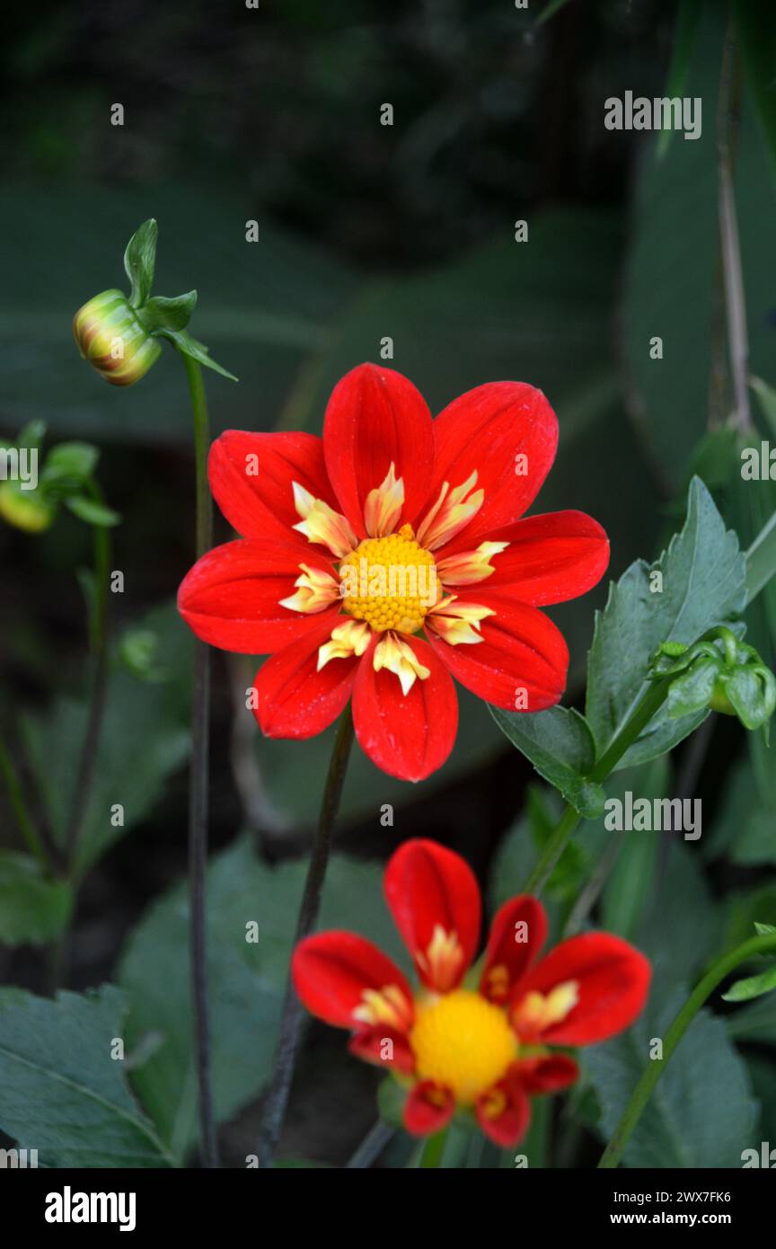 Single Bright Red Dahlia 'Ann Breckenfelder' (Collarette) Flower grown ...
