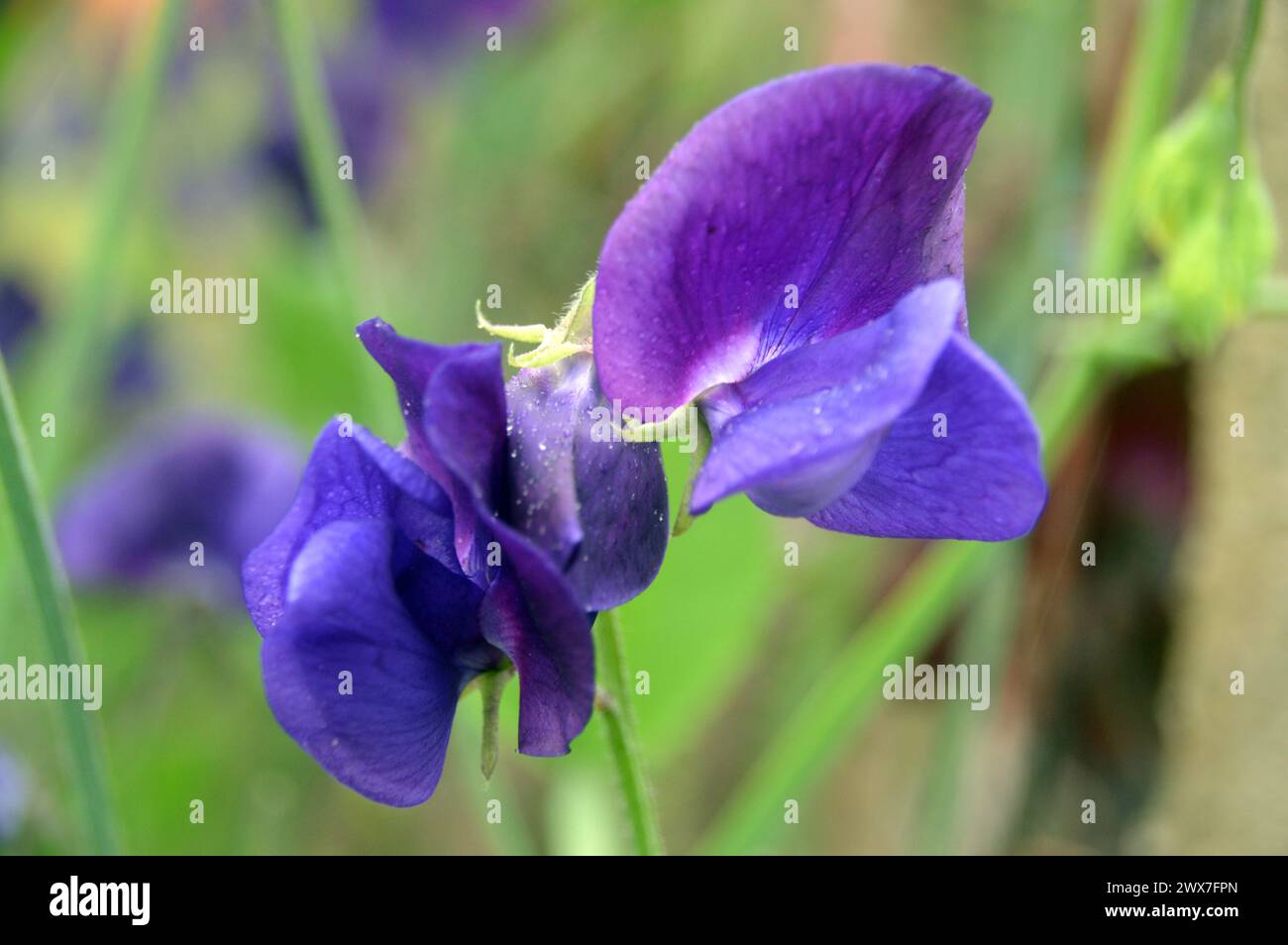 Blue/Purple Sweet Pea (Lathyrus Odoratus) 'Flagship' Flowers grown in ...