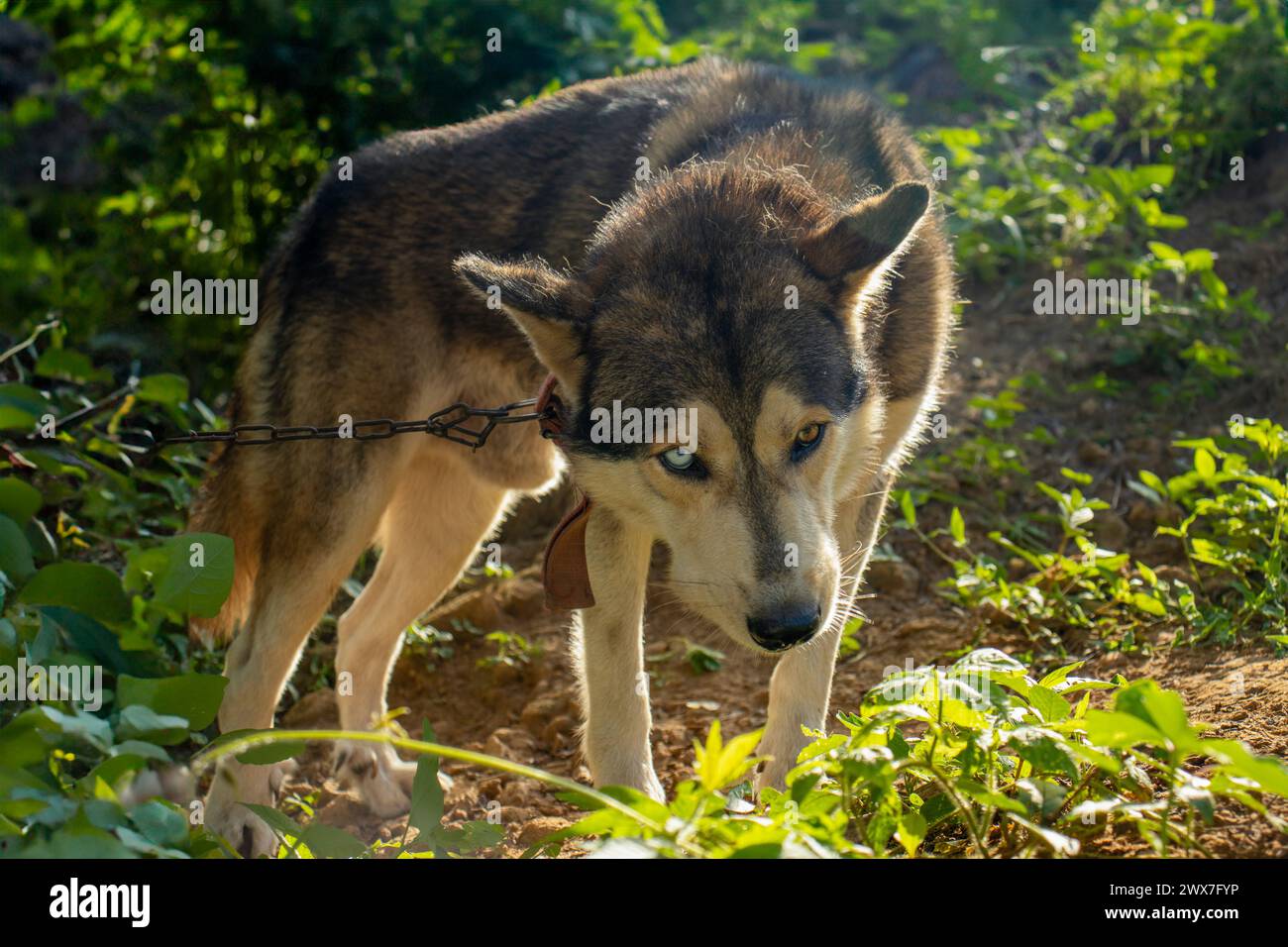 Chained to tree hi-res stock photography and images - Alamy