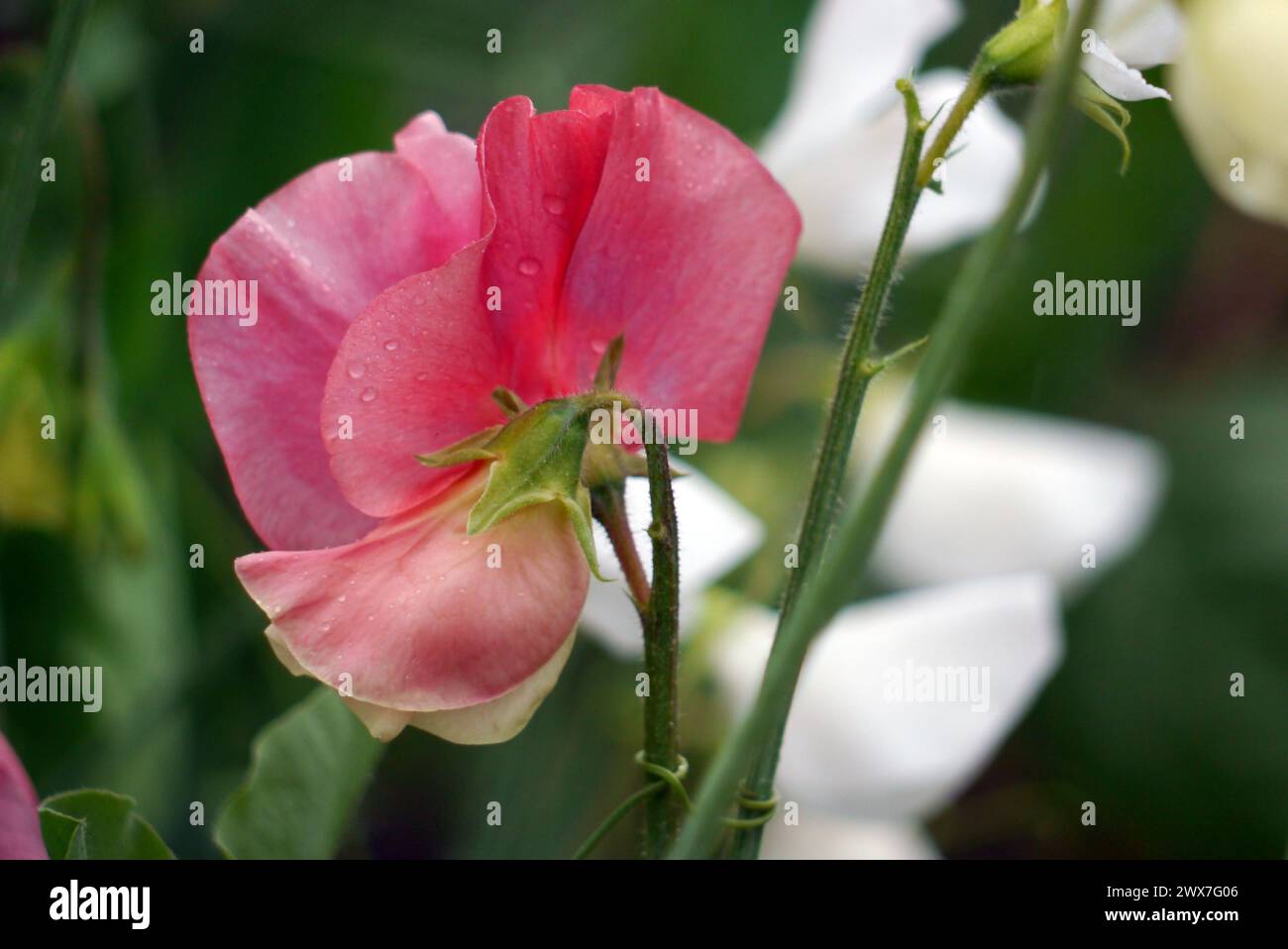 Kings ransom hi-res stock photography and images - Alamy