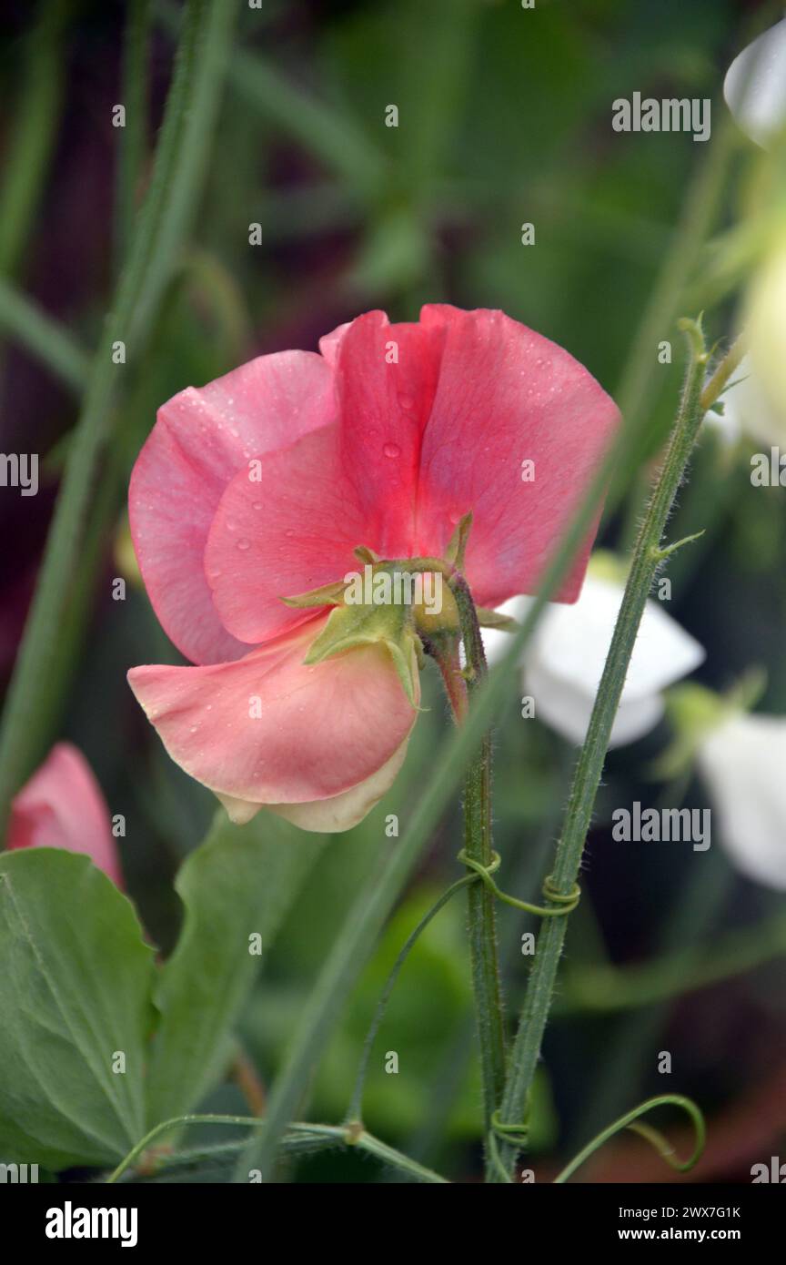 Kings ransom hi-res stock photography and images - Alamy