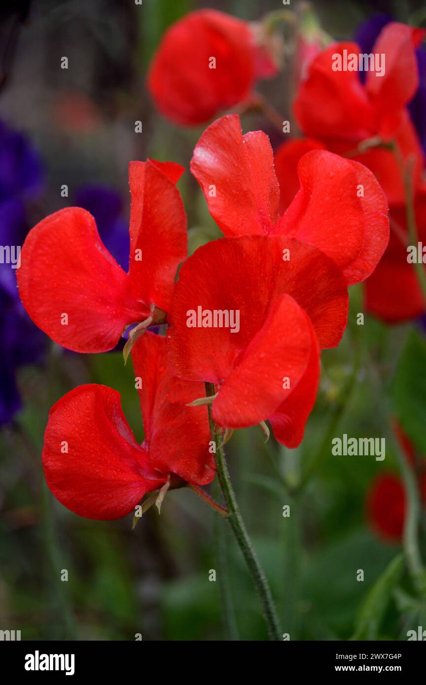 Red Sweet Pea (Lathyrus Odoratus) 'David Unwin' Flowers grown in the ...