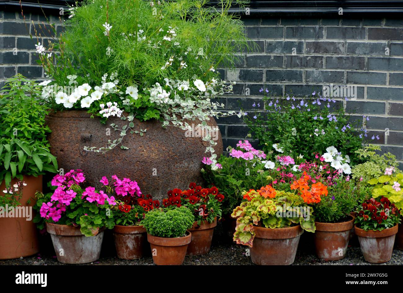 A Display of Colourful Mixed Flowers grown in Terracotta Flowerpots at ...