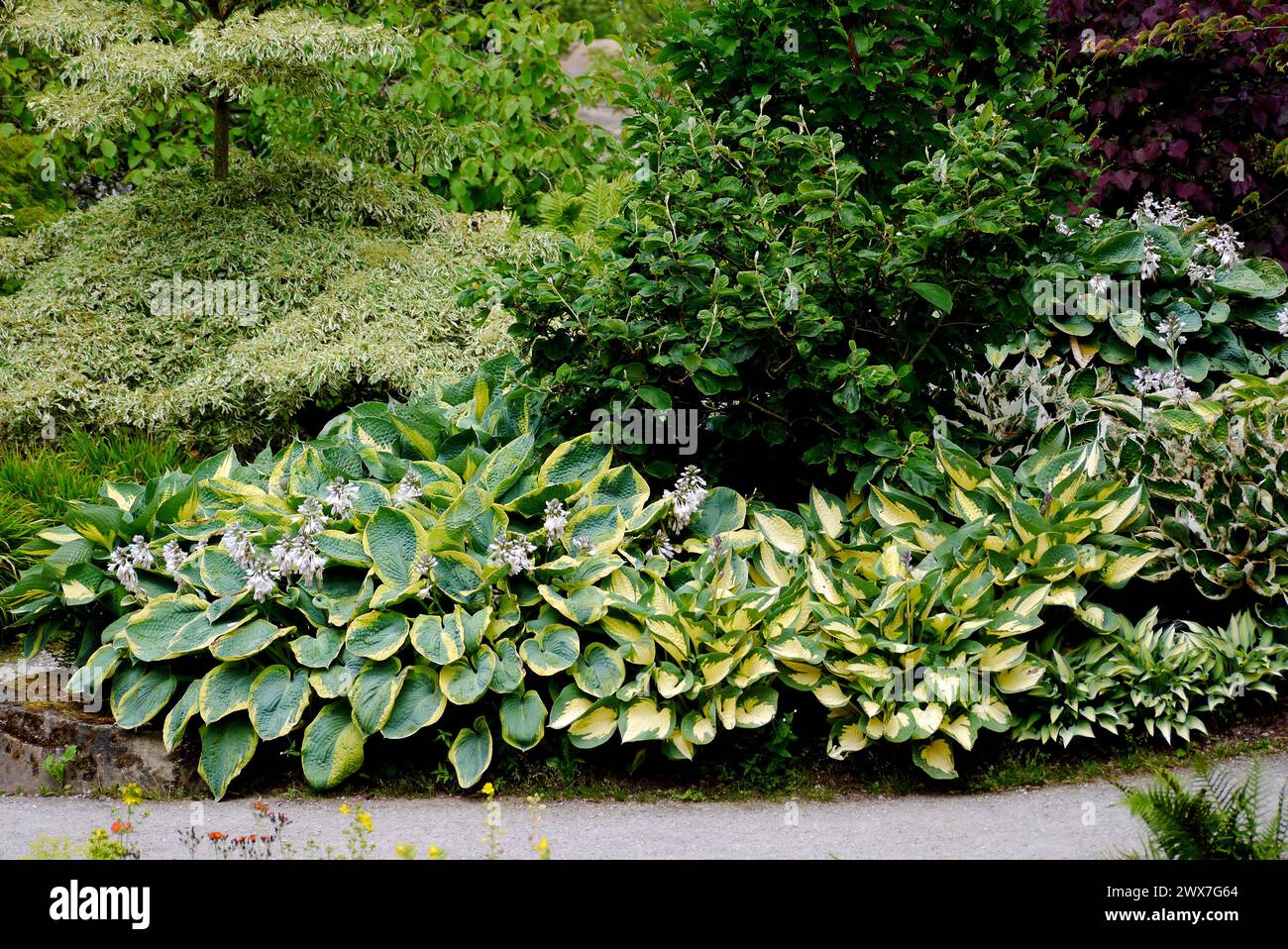 Flowering hostas hi-res stock photography and images - Alamy