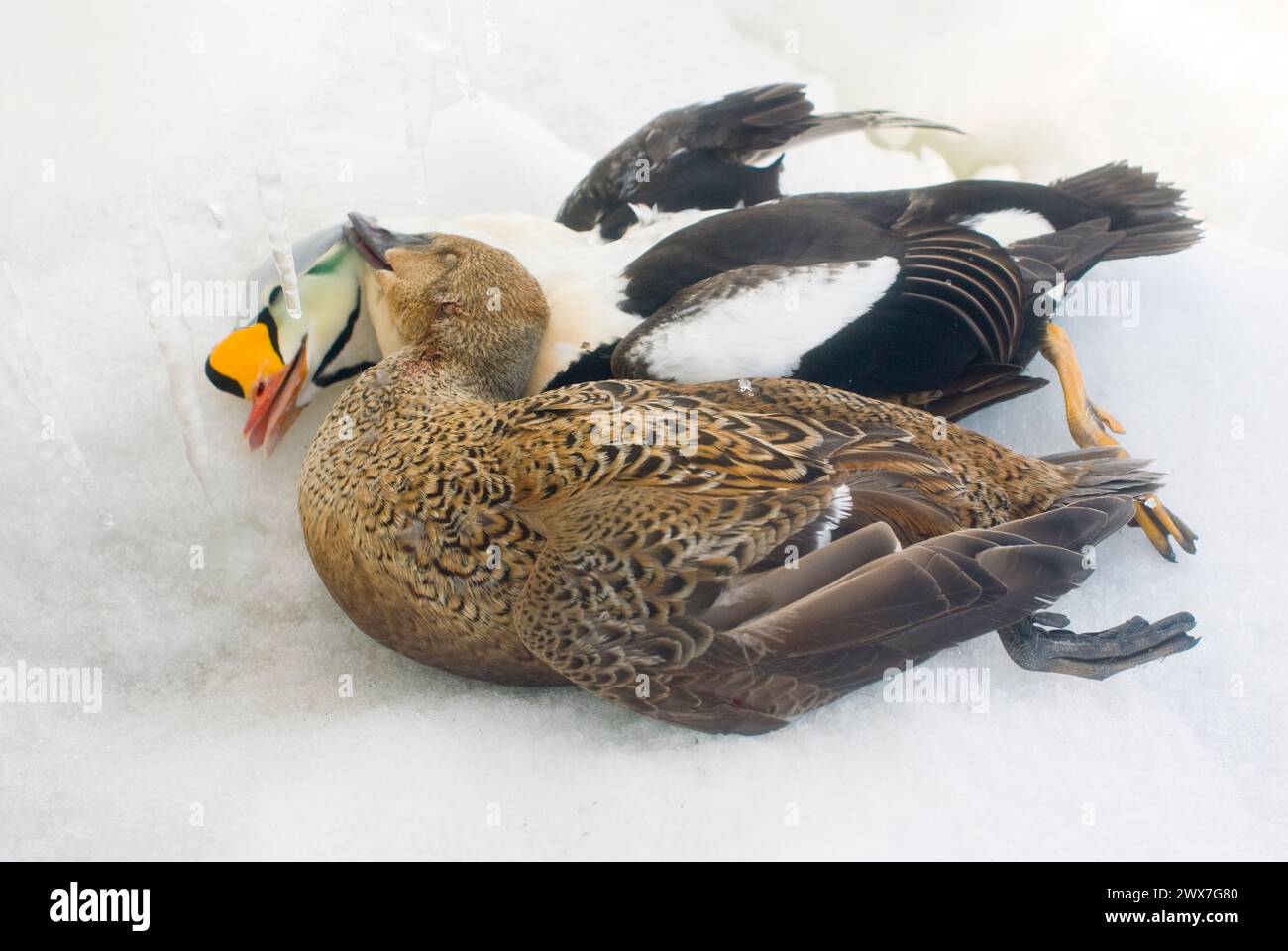 King eiders, Somateria spectabilis, caught by an Inupiaq subsistence ...