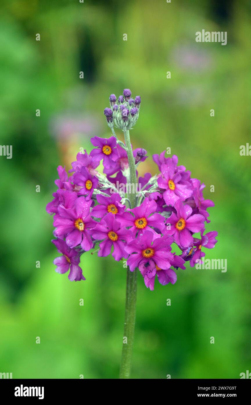 Single Purple Primula Candelabra Hybrids Flowers grown in the Borders ...
