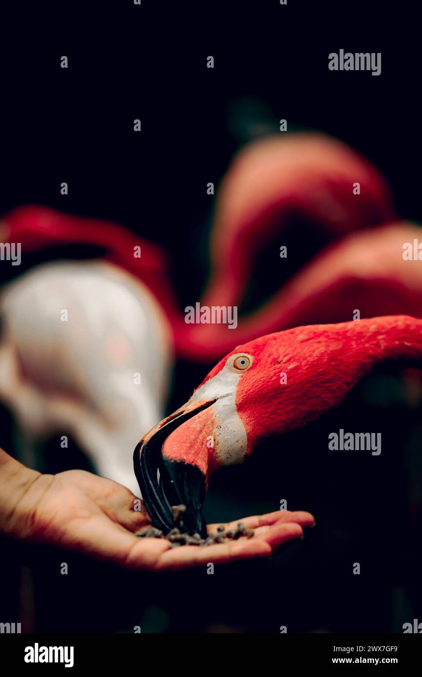 Close up of a flamingo eating from a human hand Stock Photo - Alamy