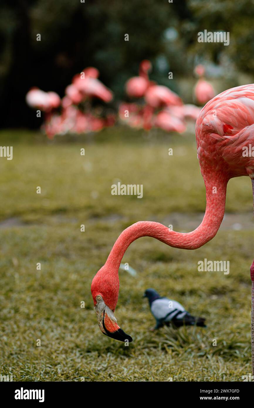 Flamingo eating grass with blurry background Stock Photo - Alamy