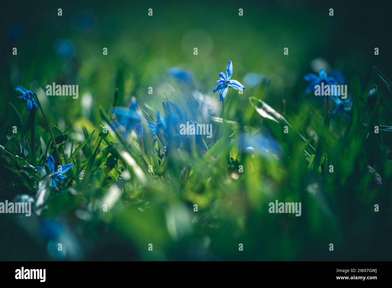 spring blue flower of Siberian scilla Stock Photo - Alamy