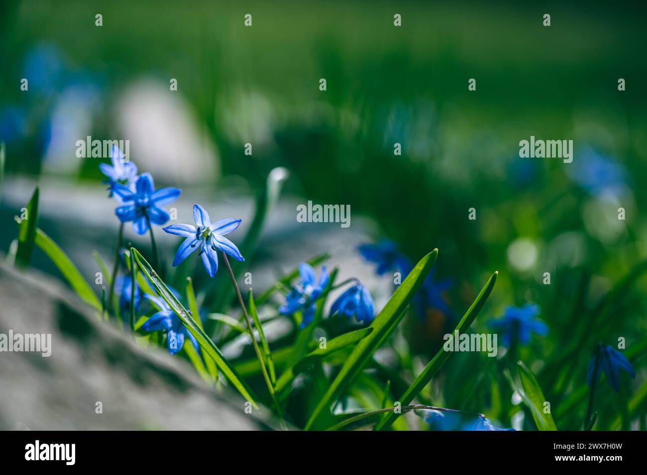 Scylla siberian hi-res stock photography and images - Alamy