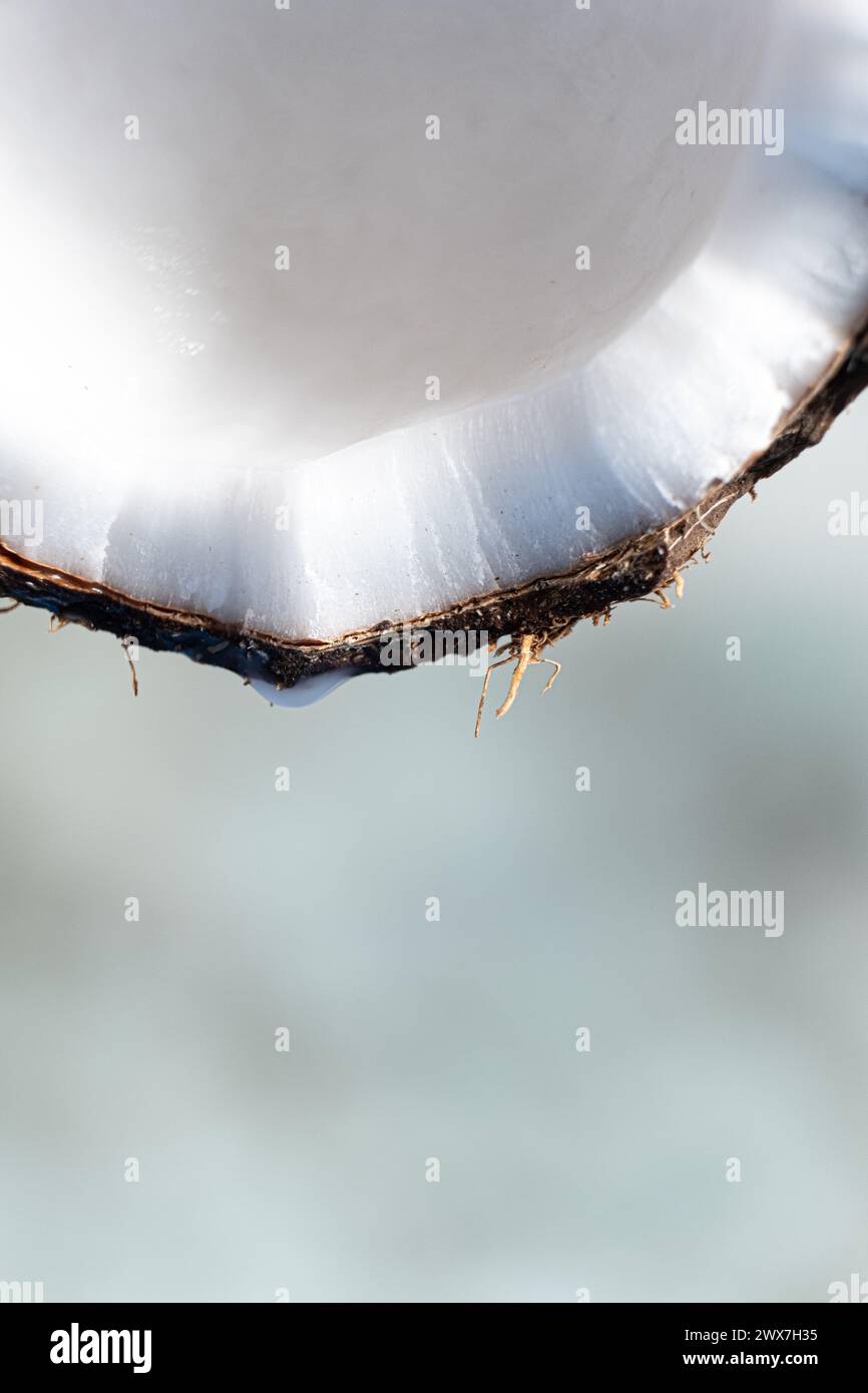 Macro drop of coconut water dripping from half a coconut. Place for ...